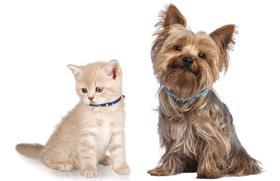 Best Vet Hospital In Peoria, IL | Brown Animal Hospital