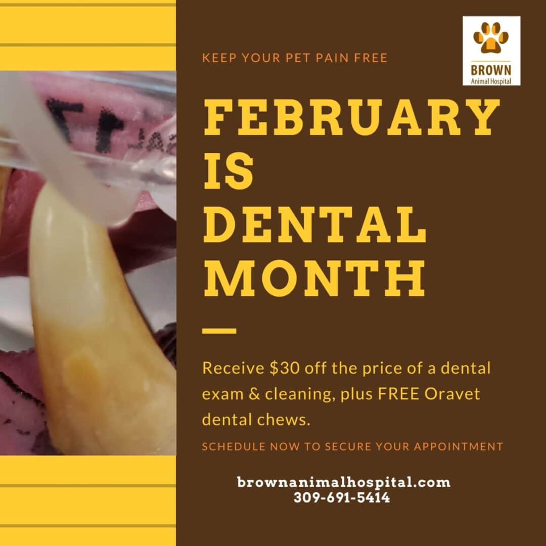 Best Vet Hospital In Peoria, IL | Brown Animal Hospital